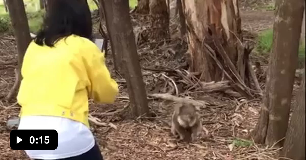 A rather grumpy koala - 9GAG