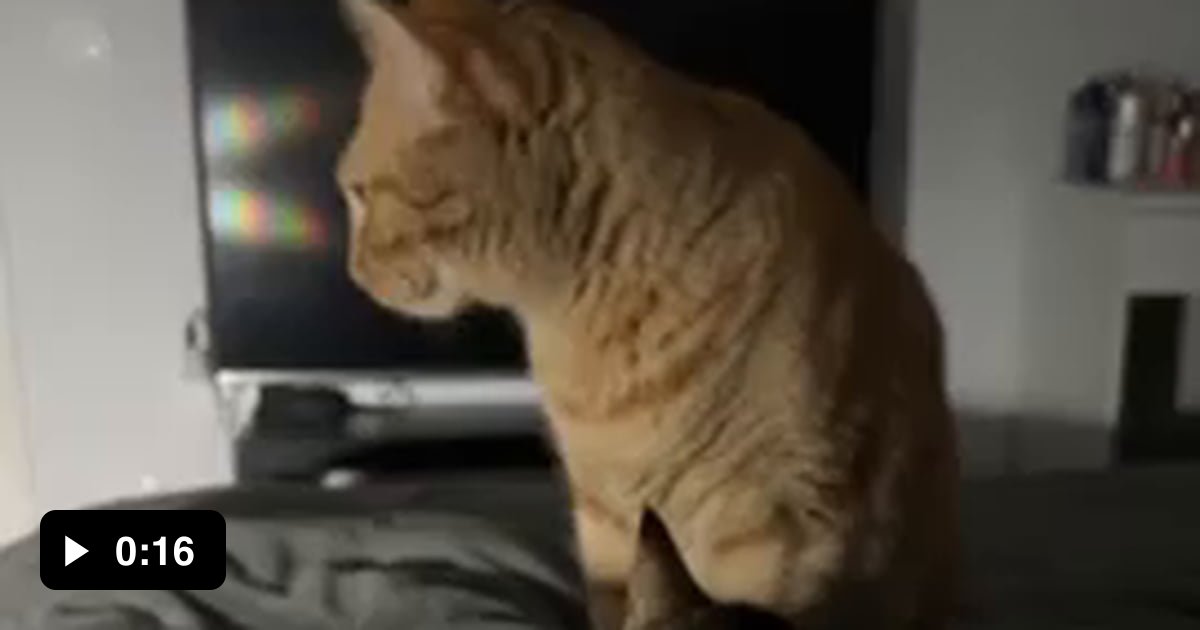 Usual bedtime shenanigans - 9GAG