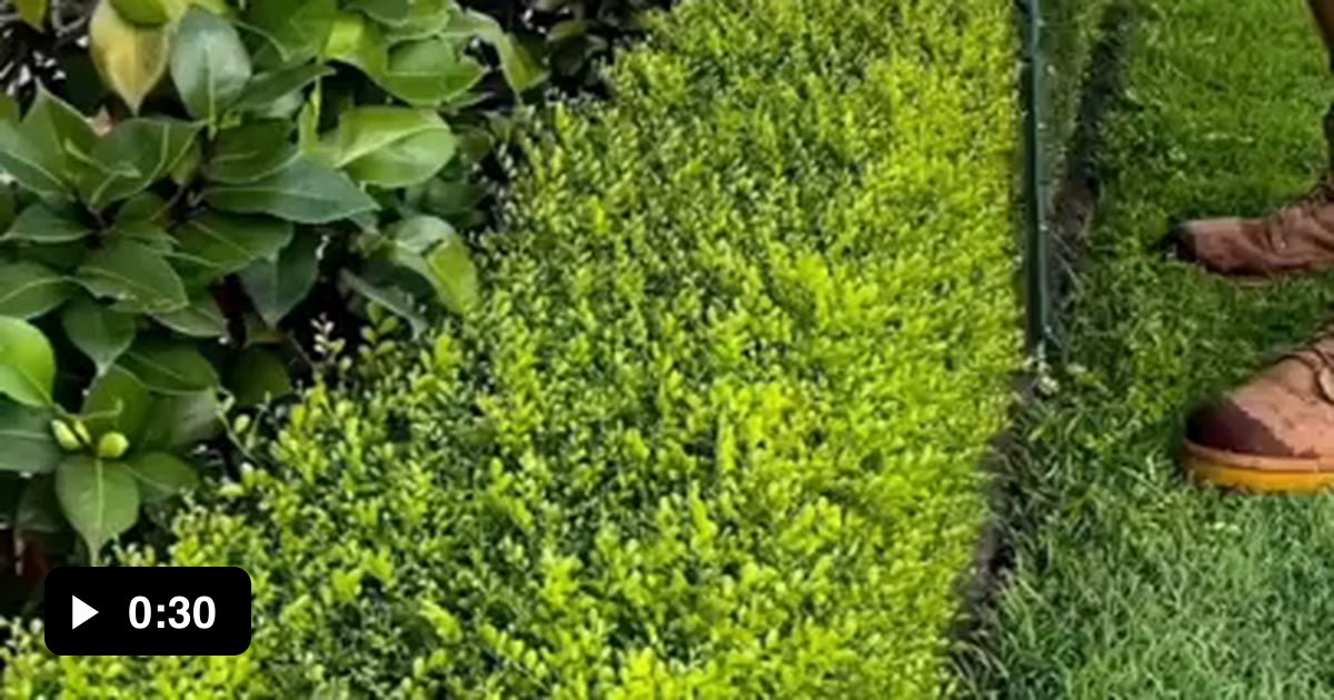 Mini hedge trimming - 9GAG