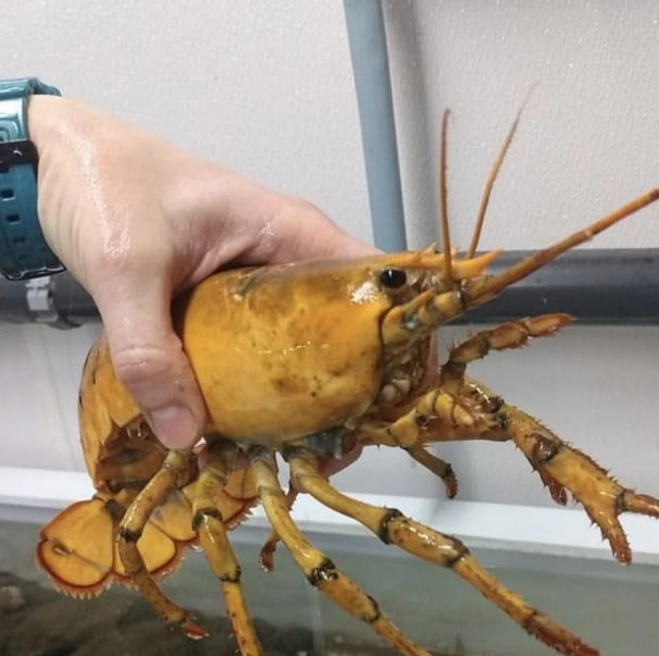 Extremely rare 1 in 30 million yellow lobster. - 9GAG