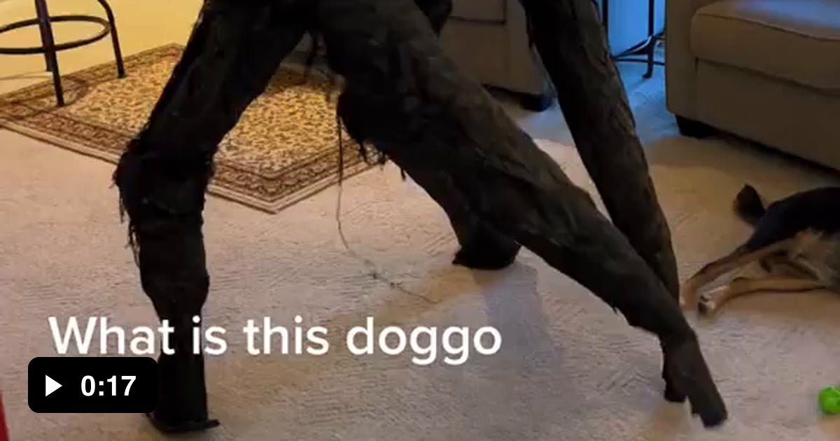 He had a ruff day.. - 9GAG