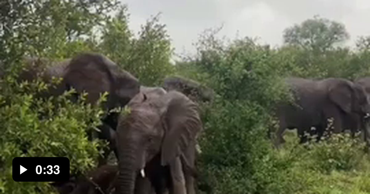 Elephant attacks her sibling. Three mother elephants rush to his aid ...