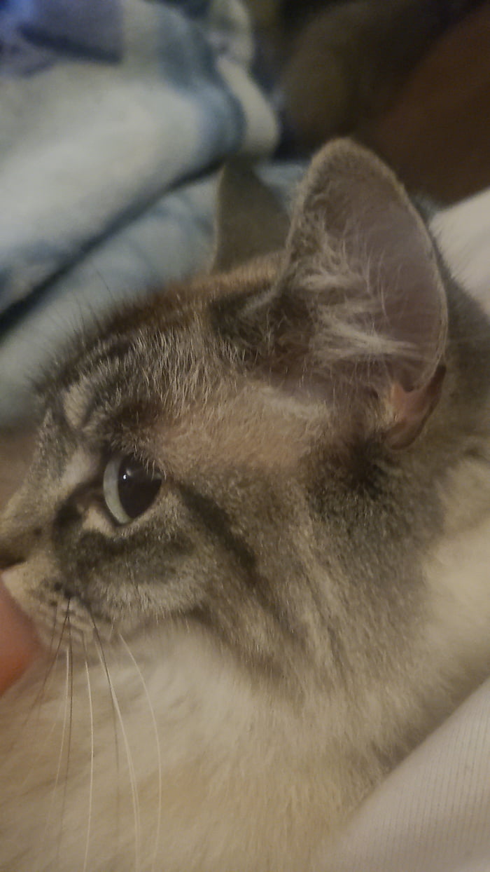 Kitty gave me the side eye - 9GAG