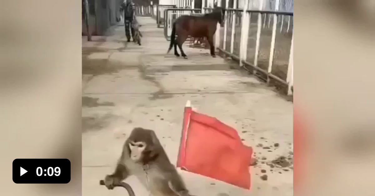 Monkey feeling the vibe - 9GAG