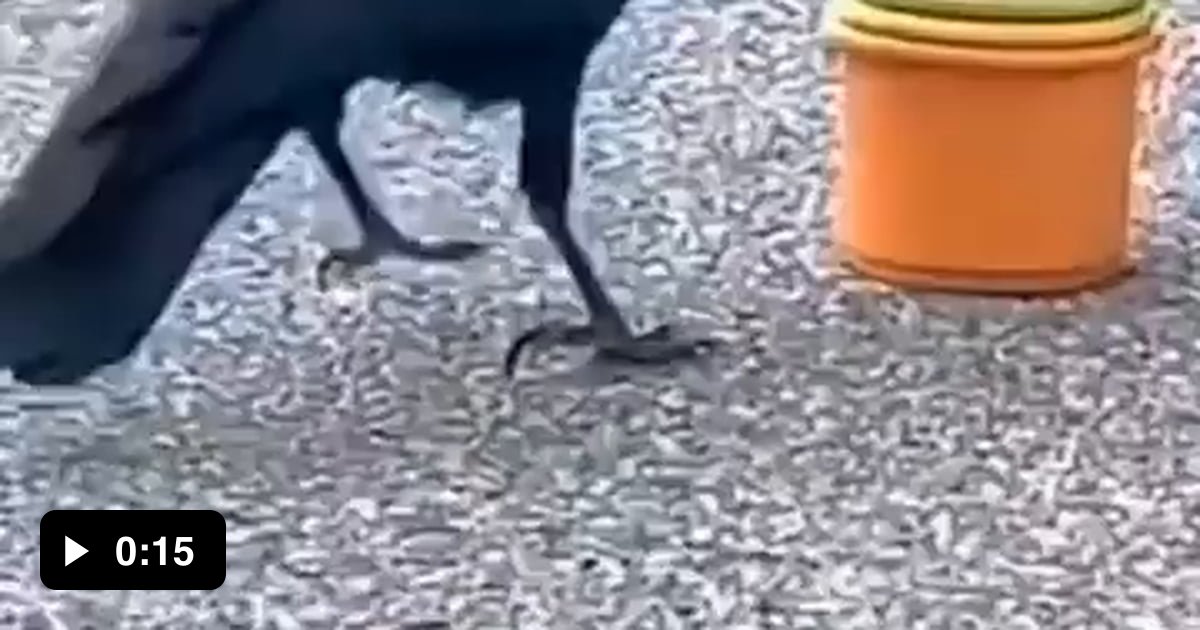 Clever crow - 9GAG