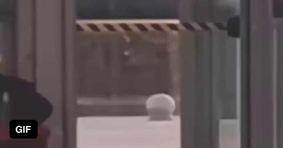 A cat going through security? - 9GAG