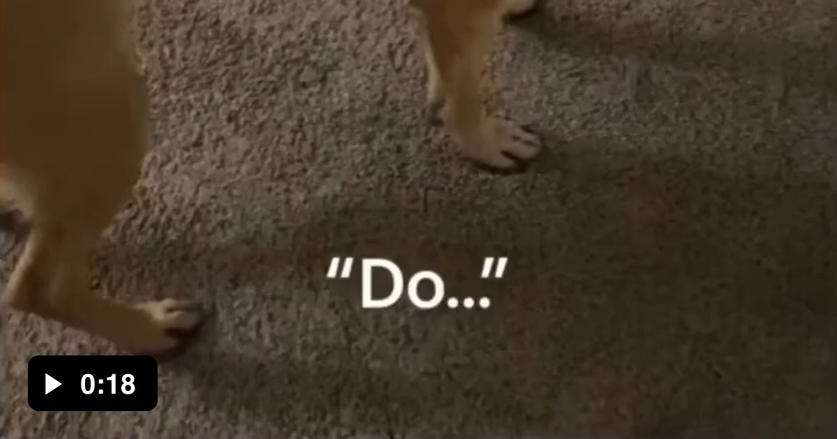 I think doggo wants to go for a walk. - 9GAG