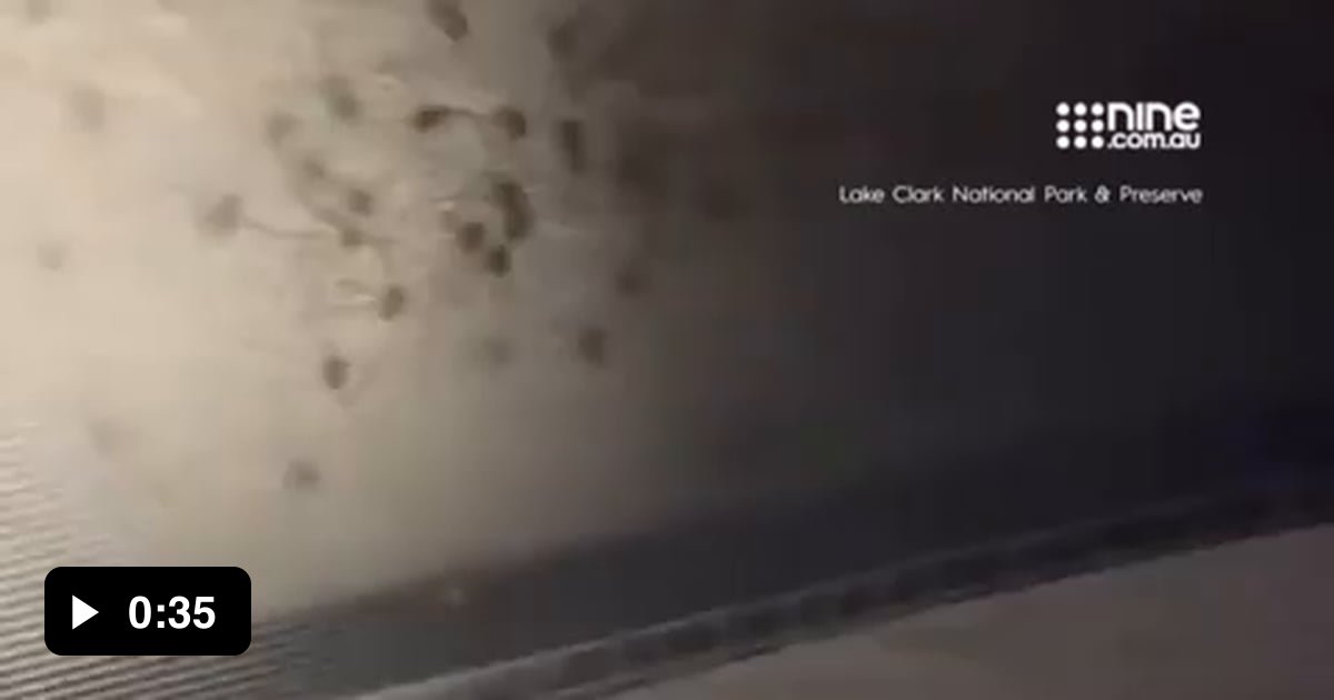 A Camper Wakes Up To Hundred of Spiders Crawling on Its Tent - 9GAG