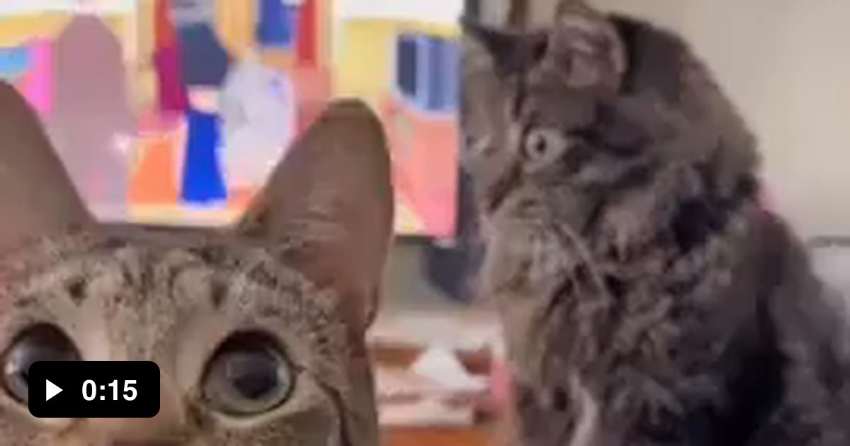 The amazing T-Rex cat - 9GAG