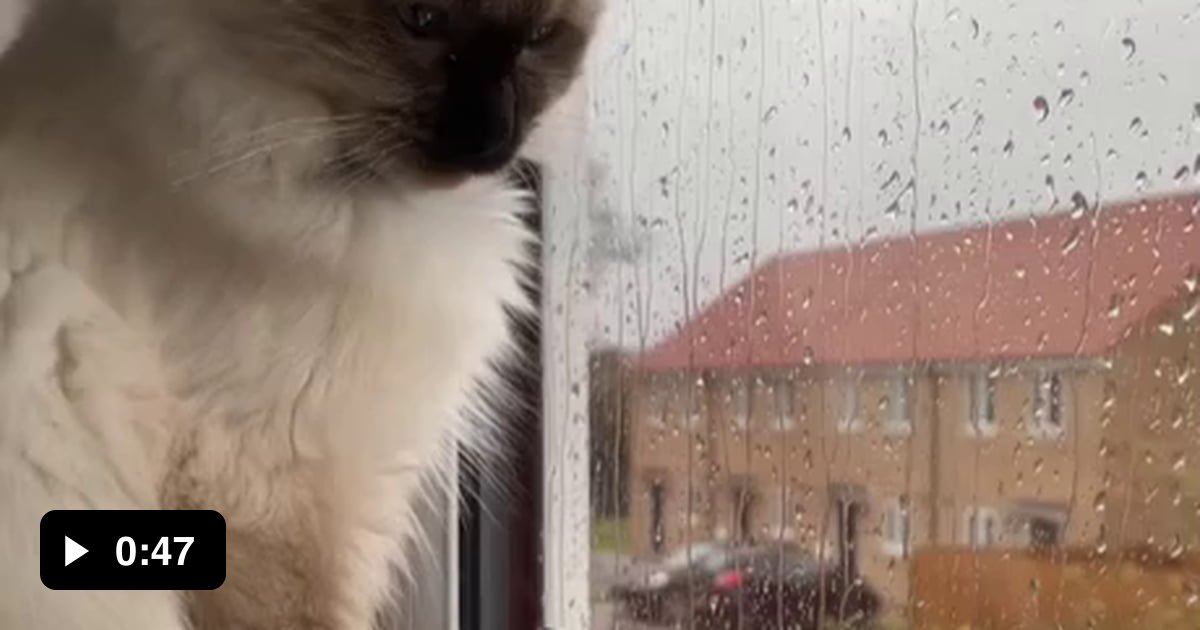 She loves the rain - 9GAG