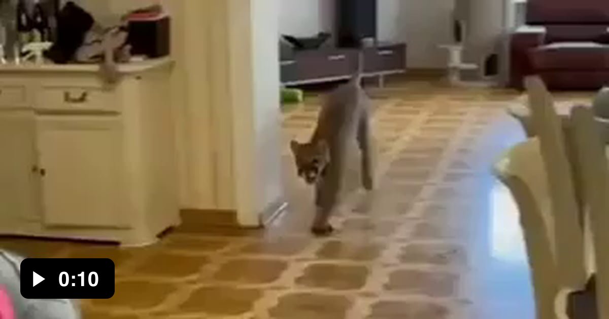 Murder Kitty to cartoon character in 3 seconds - 9GAG