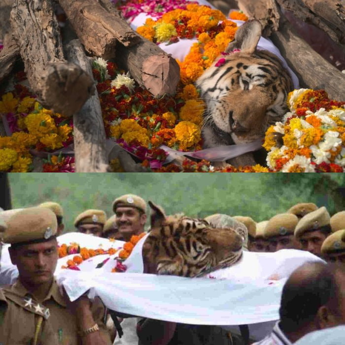 Dead Tigers in India honored with Hindu funeral cremation. - 9GAG