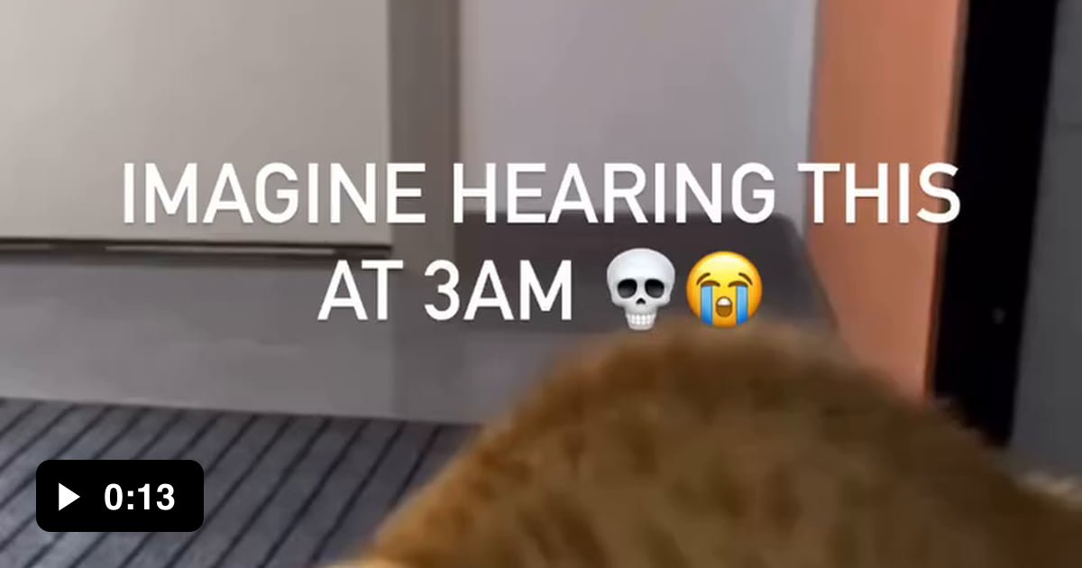 Strange orange cat behaviour - 9GAG