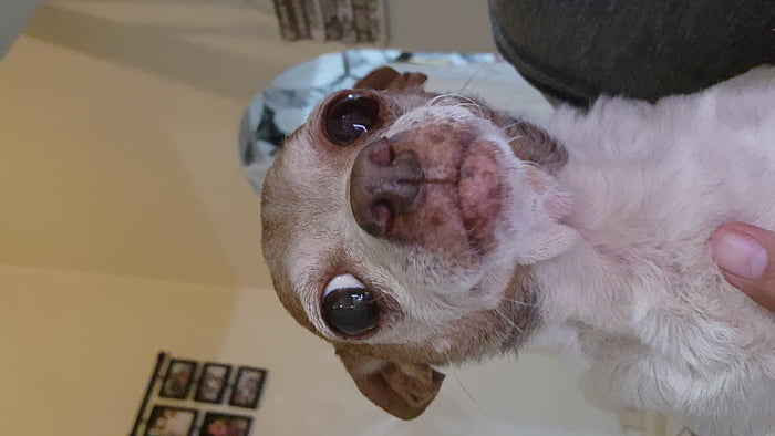 Lil chi chula 13 years olde - 9GAG