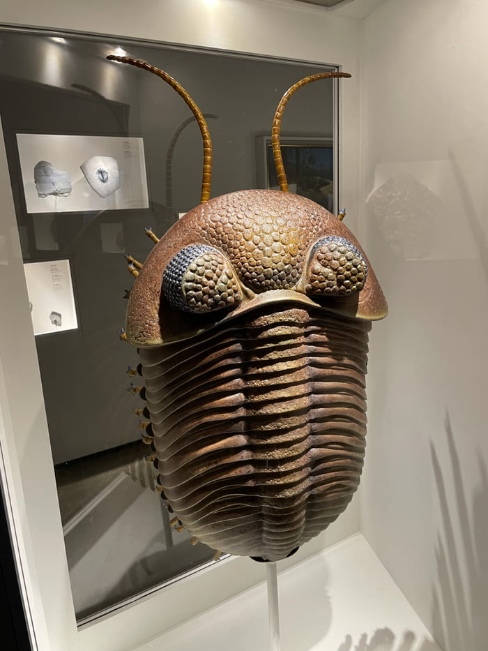 Here is the topside view of an artist’s rendition of a Trilobite! I ...