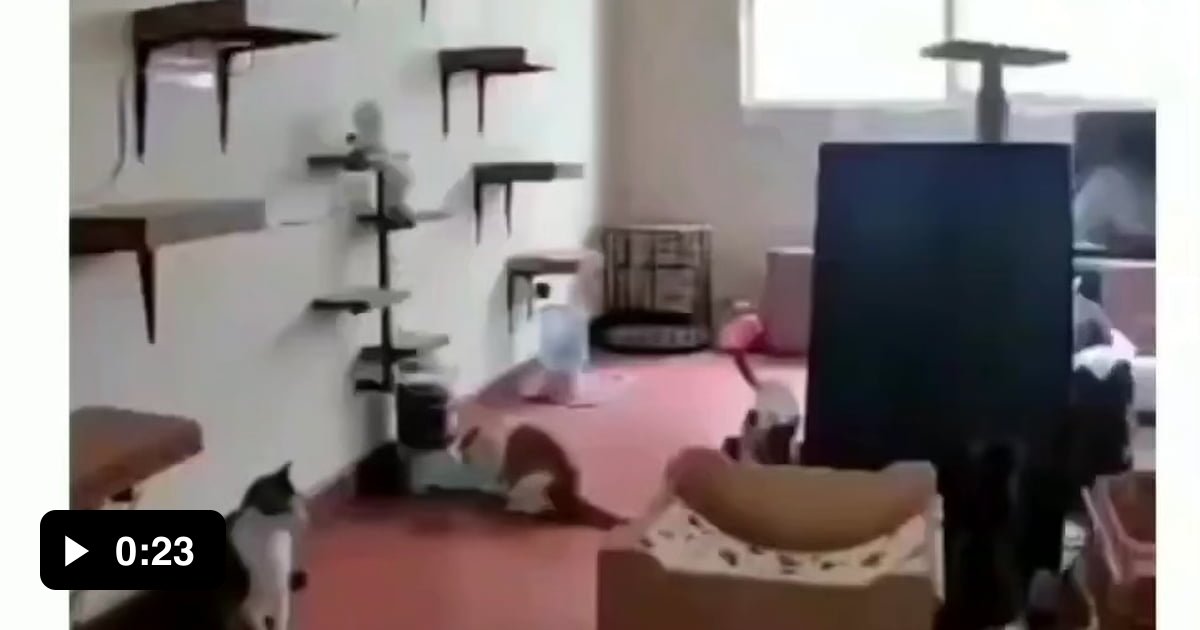 Cat.exe failed - 9GAG