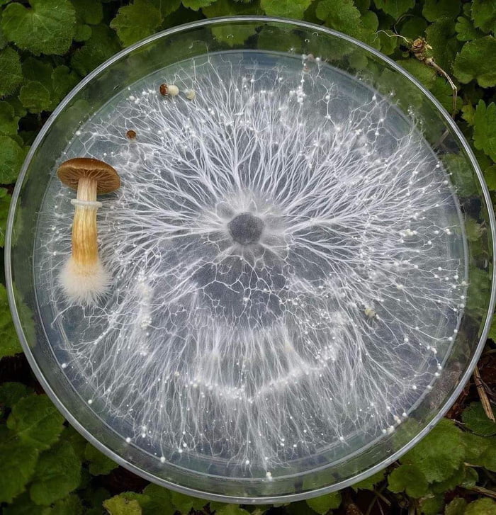 Mycelium all over the place, with the right conditions, the fruits grow ...
