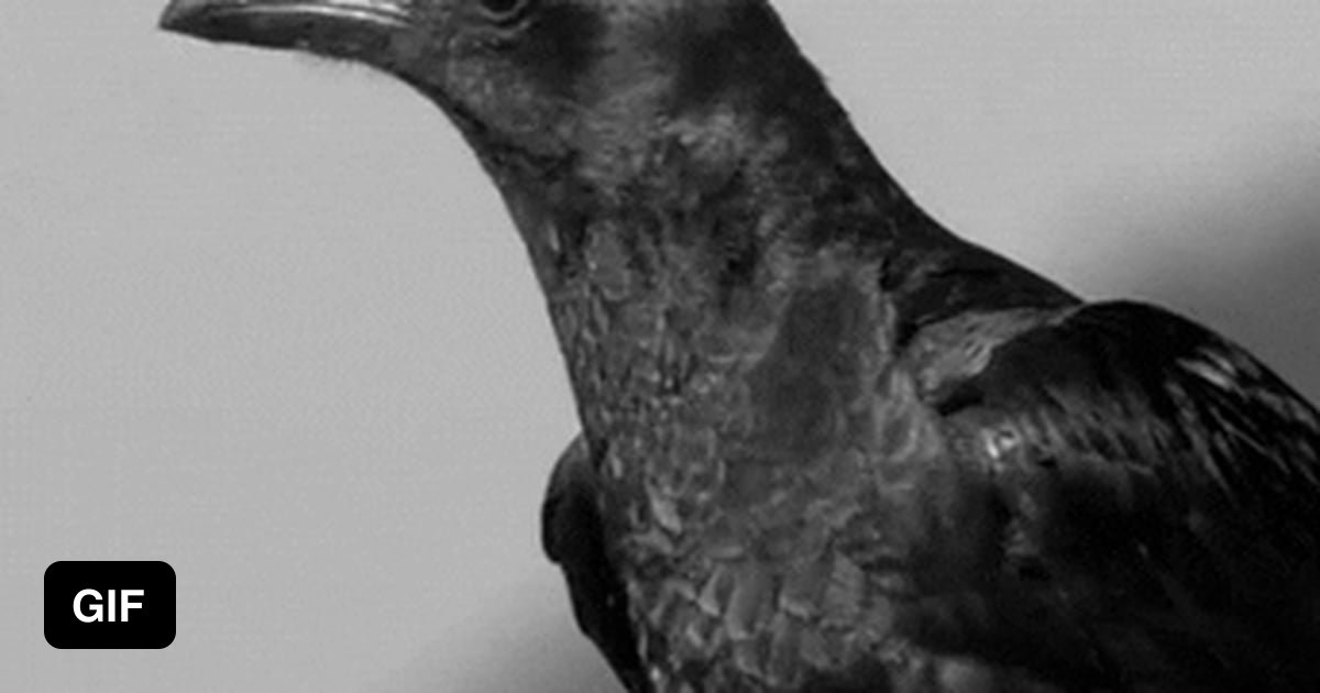 Anyone else like hearing crow sounds? - 9GAG