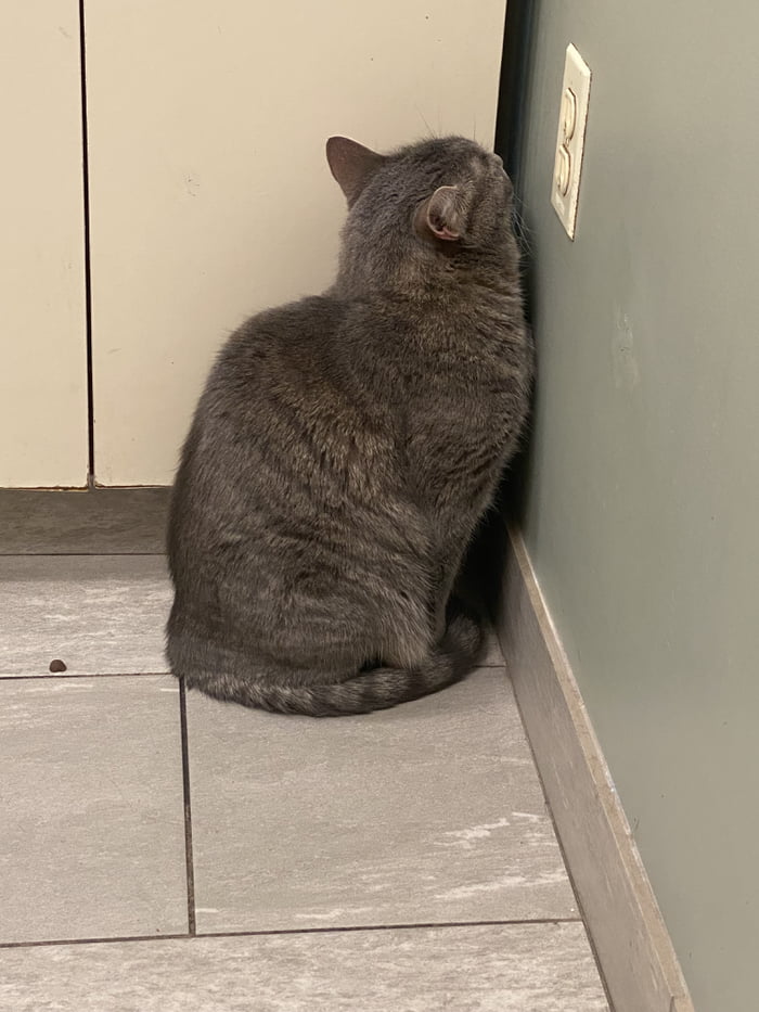 Poor Leon at the vet trying his best to make himself invisible - 9GAG