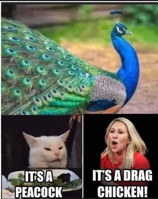 Drag chicken - 9GAG