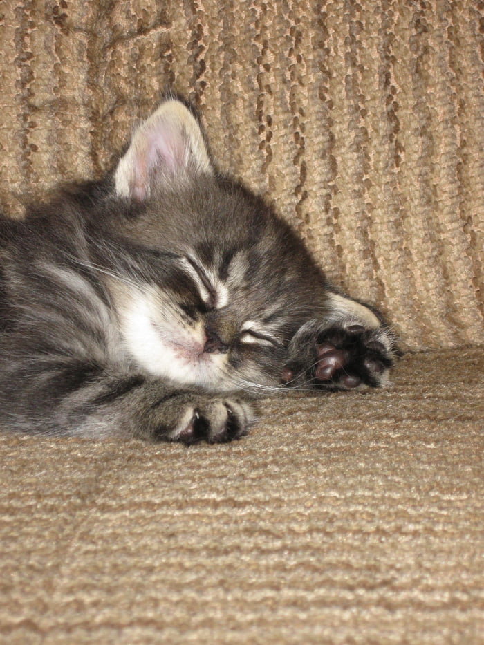 SMOL kitten, BIG dreams - 9GAG