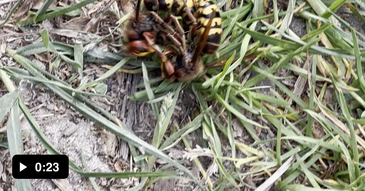 Two hornet queens fighting - 9GAG