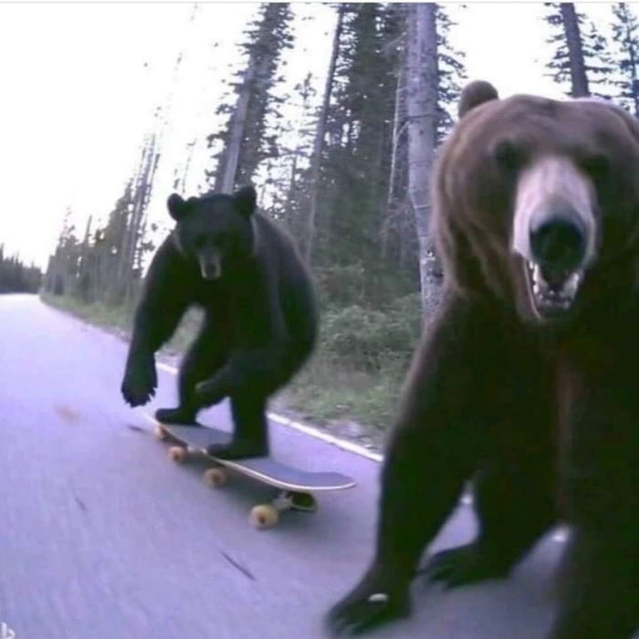 These bears are sick af. Call the vets - 9GAG
