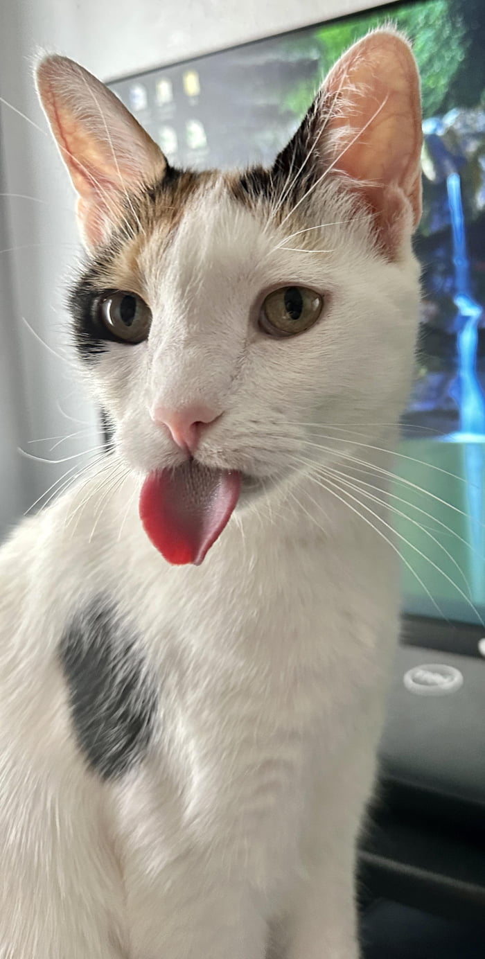 Interrupted mid-lick - 9GAG