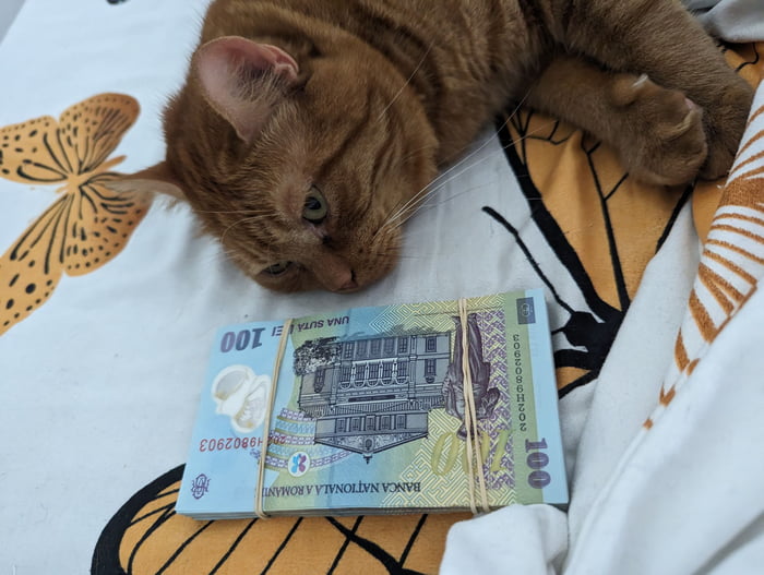 Upvoting this money cat post guarantees good financial events in the ...