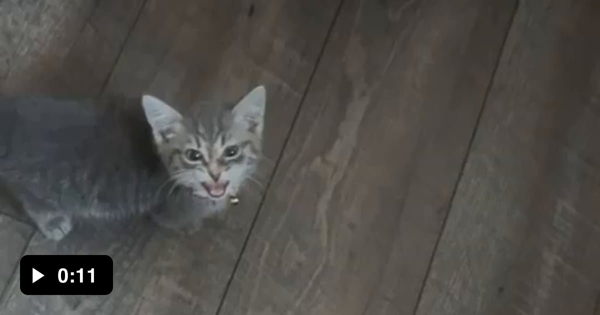 Smol big yell in the morning - 9GAG