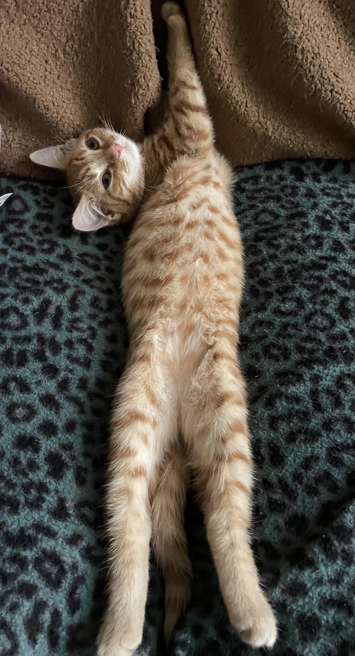 When the kitten assembly instructions go a bit wrong - 9GAG