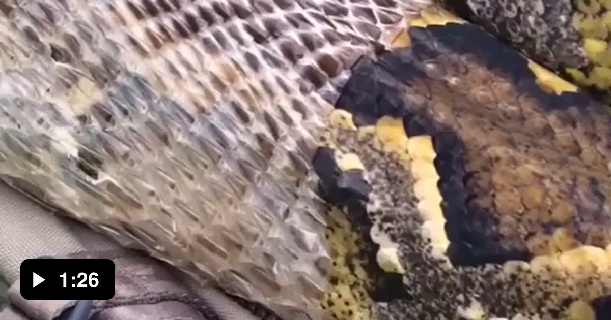 A Python Shedding it's Skin - 9GAG