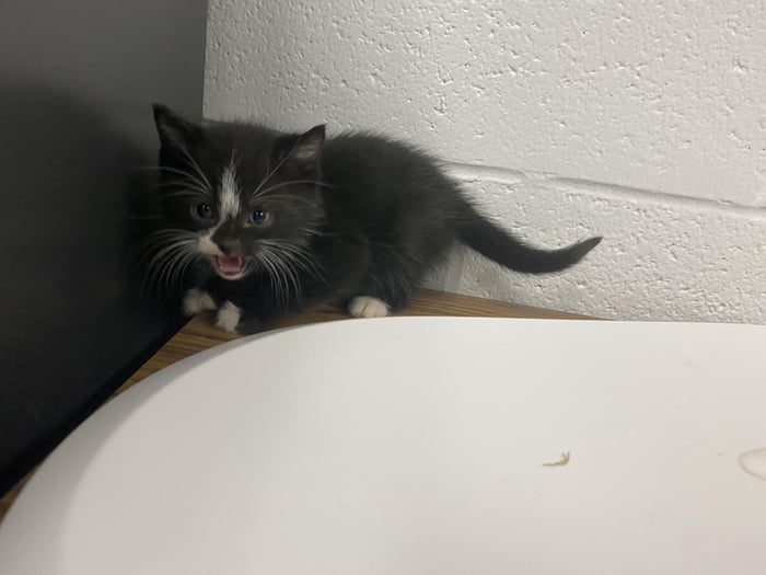 Smol and angry - 9GAG