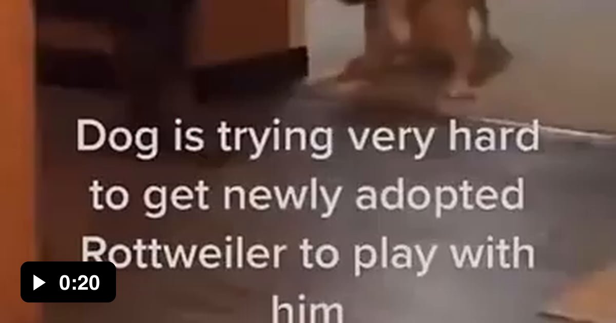 A very friendly dog - 9GAG