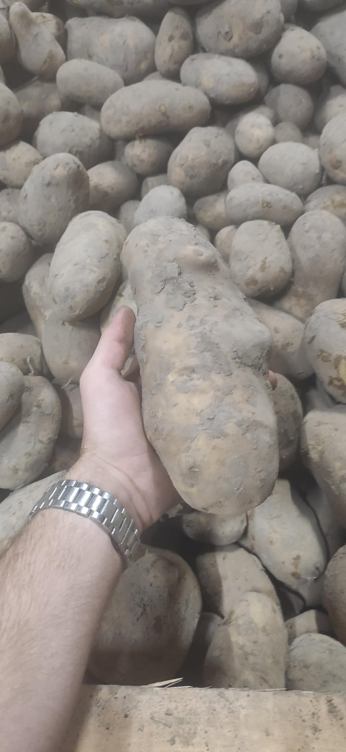 While harvesting potatoes we found this one, weight is just below 1.5 ...