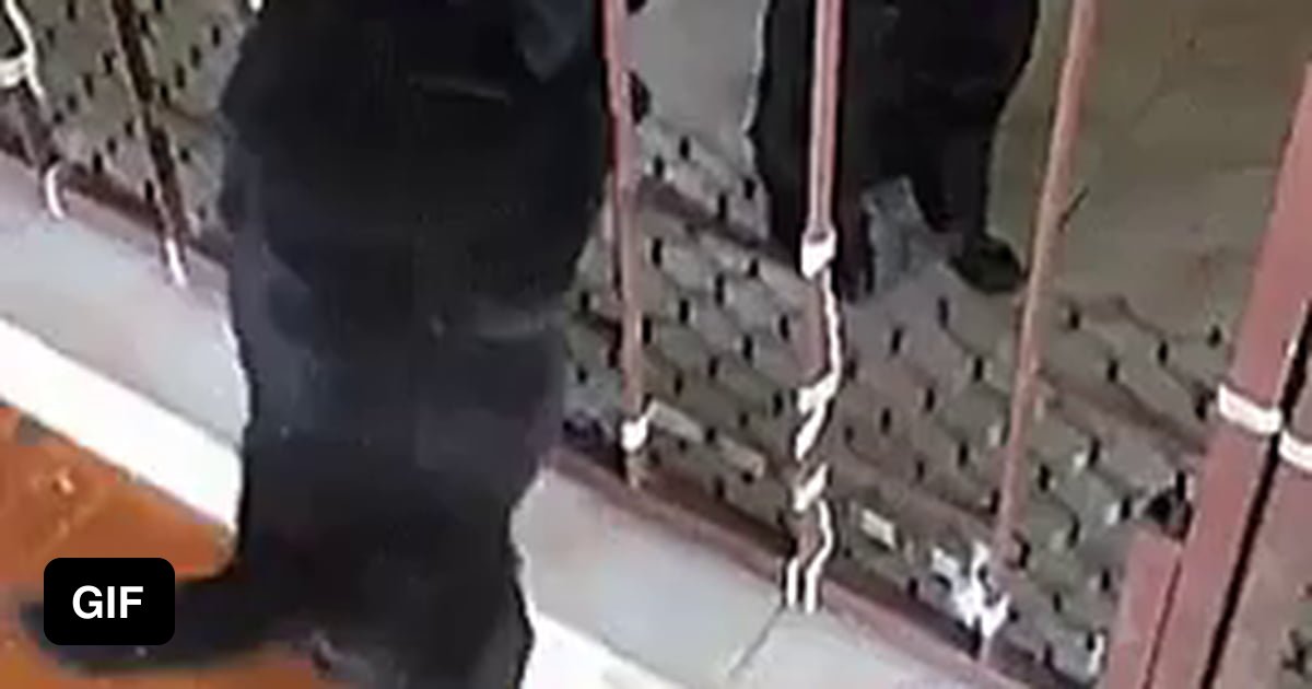 Puppy stuck, but I’ll just keep filming - 9GAG