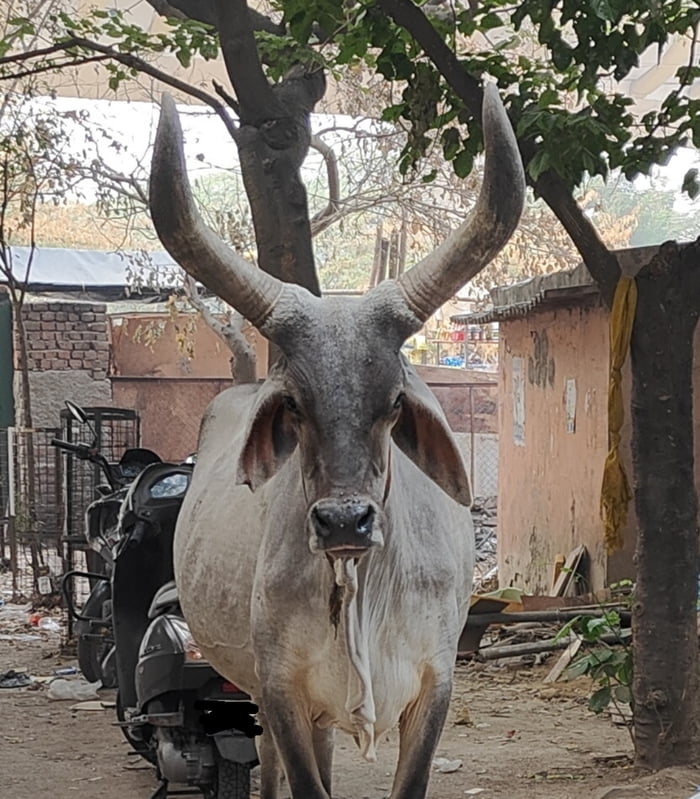 Of a cow's horns - 9GAG