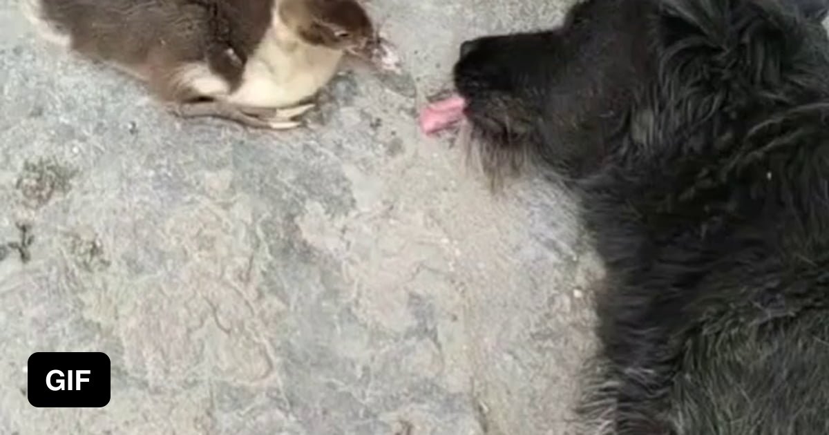 To soft reset a dog first it needs to be put to a temporary sleep. Then ...