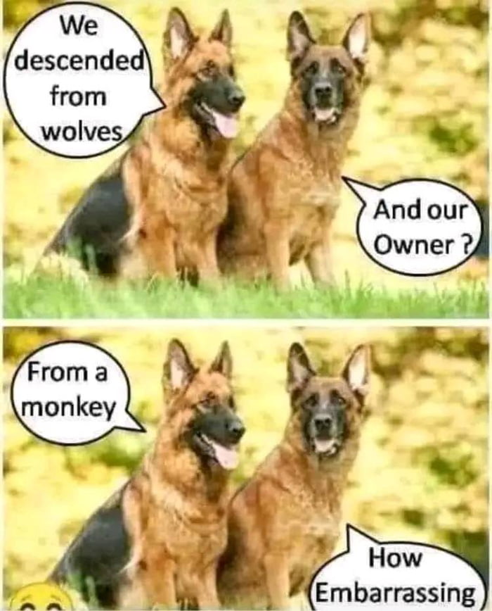 German Wolf - 9GAG