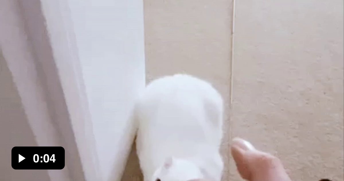 Pew Pew kitty - 9GAG