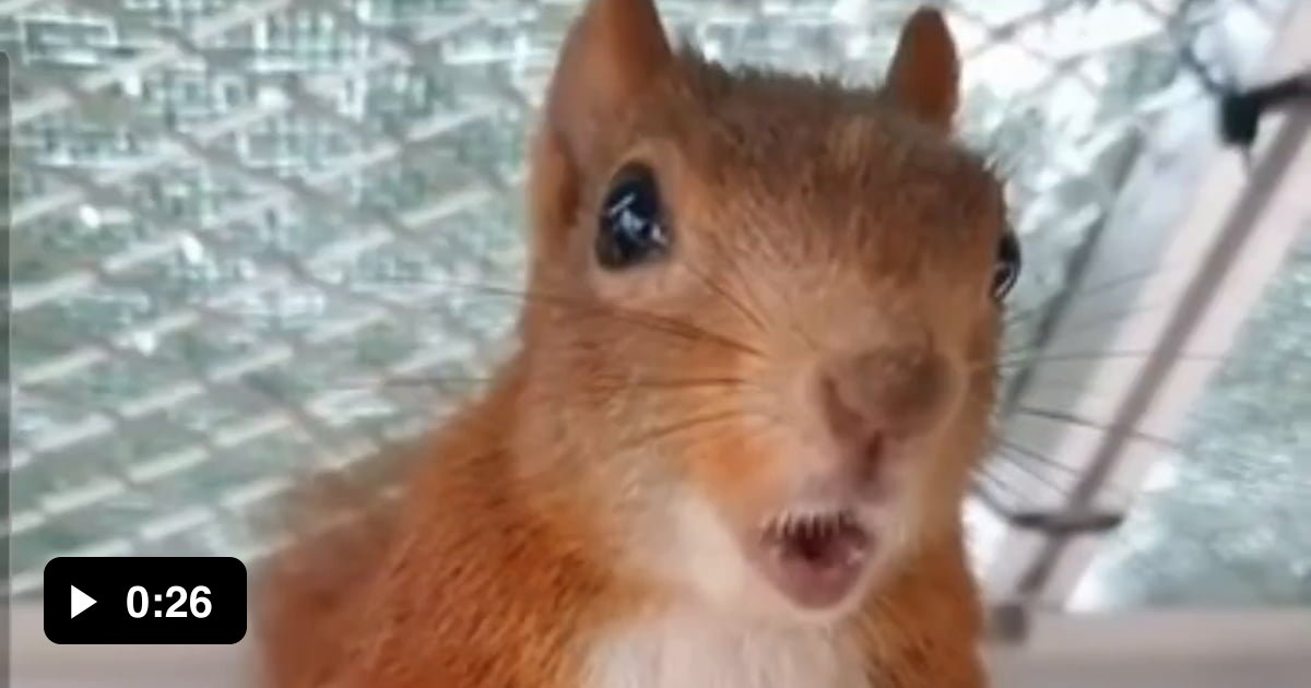 Growling Squirrel - 9GAG