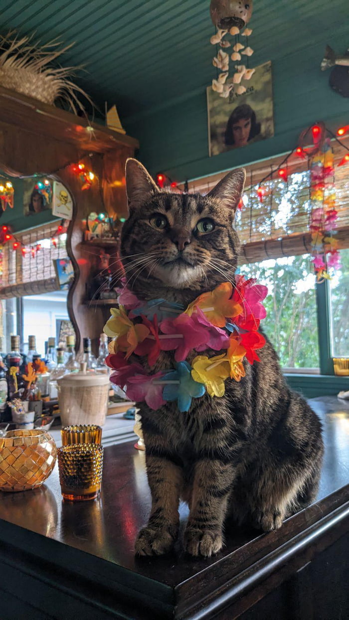 Bartender cat - 9GAG