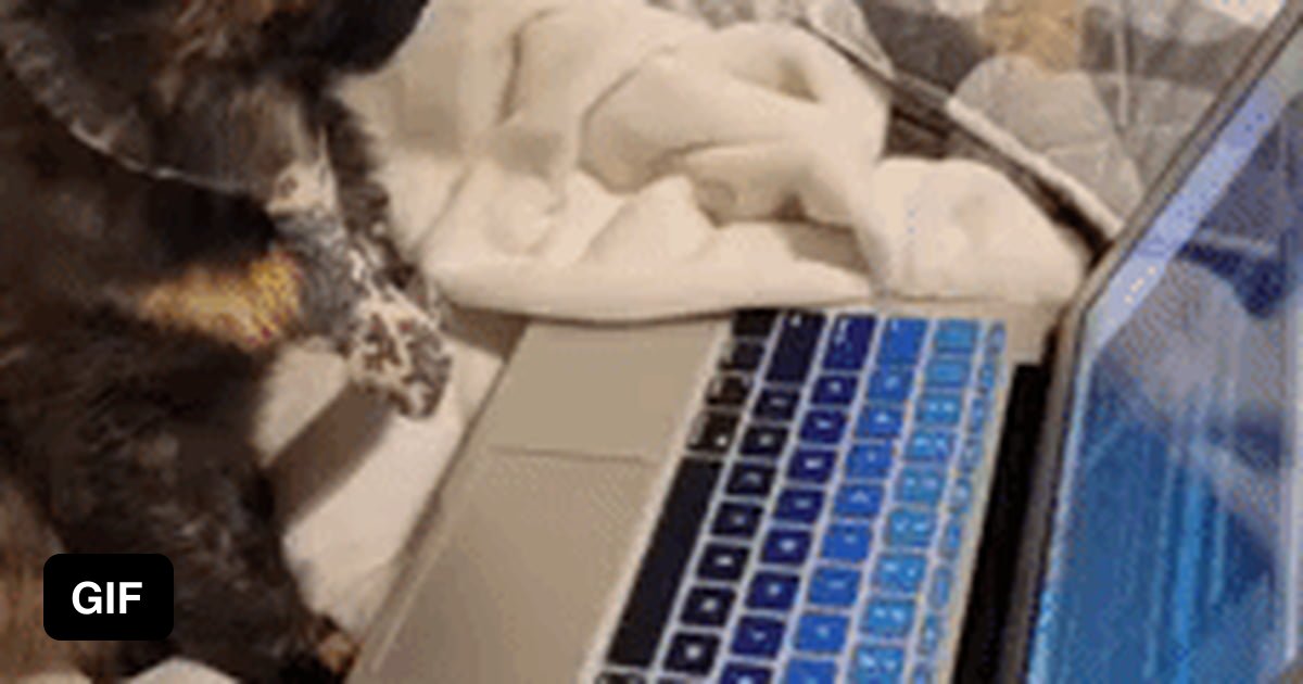 Coding Cat - 9GAG