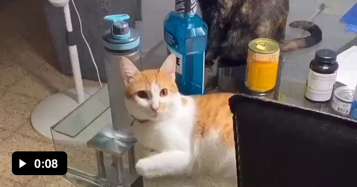 Cat didn't like the smell of broccoli - 9GAG