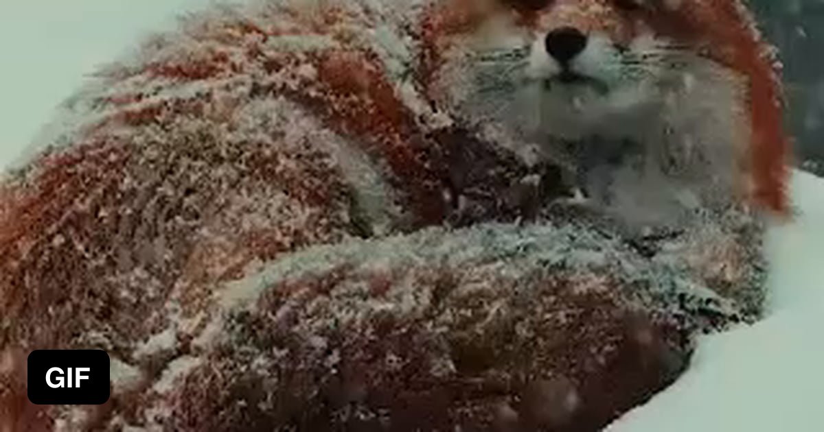 Beautiful foxy in the snow… - 9GAG
