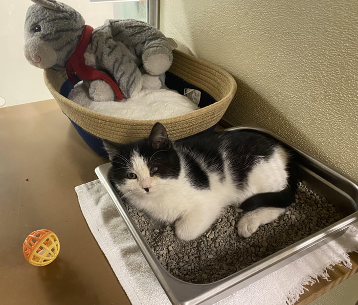 Normal cat behavior - 9GAG