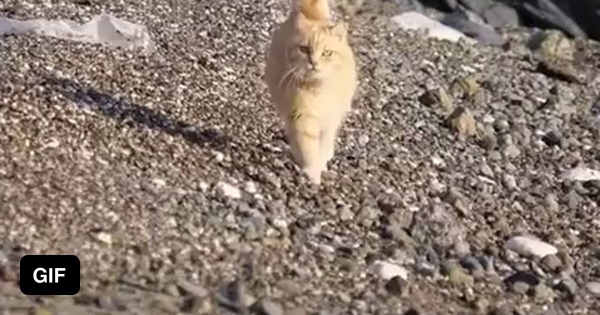 Such a gracious kitty - 9GAG