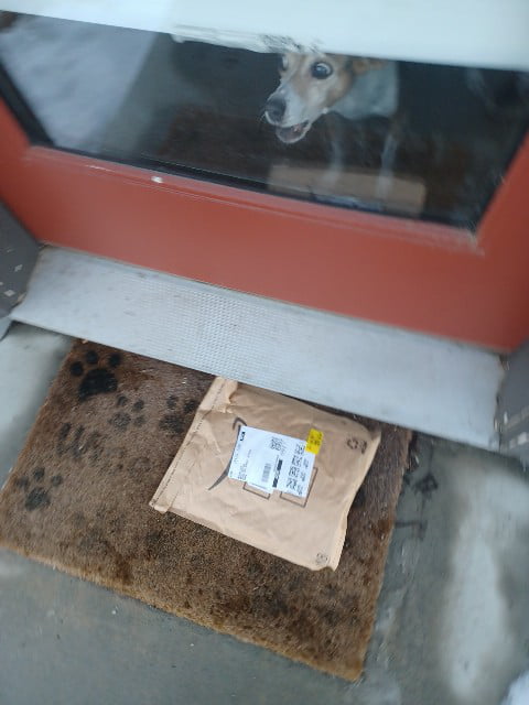 My vicious 10 pound foster fail guard dog. Shivers is pissed it is not ...