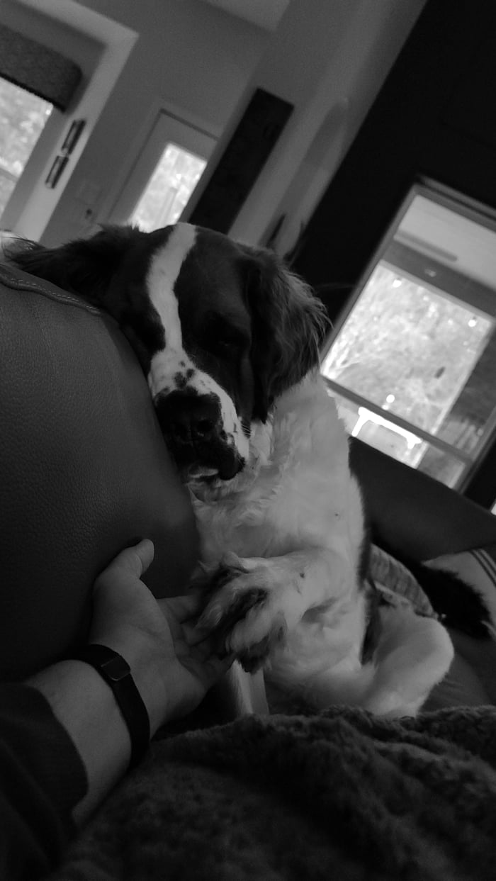 Best Pup 9GAG best-pup-9gag