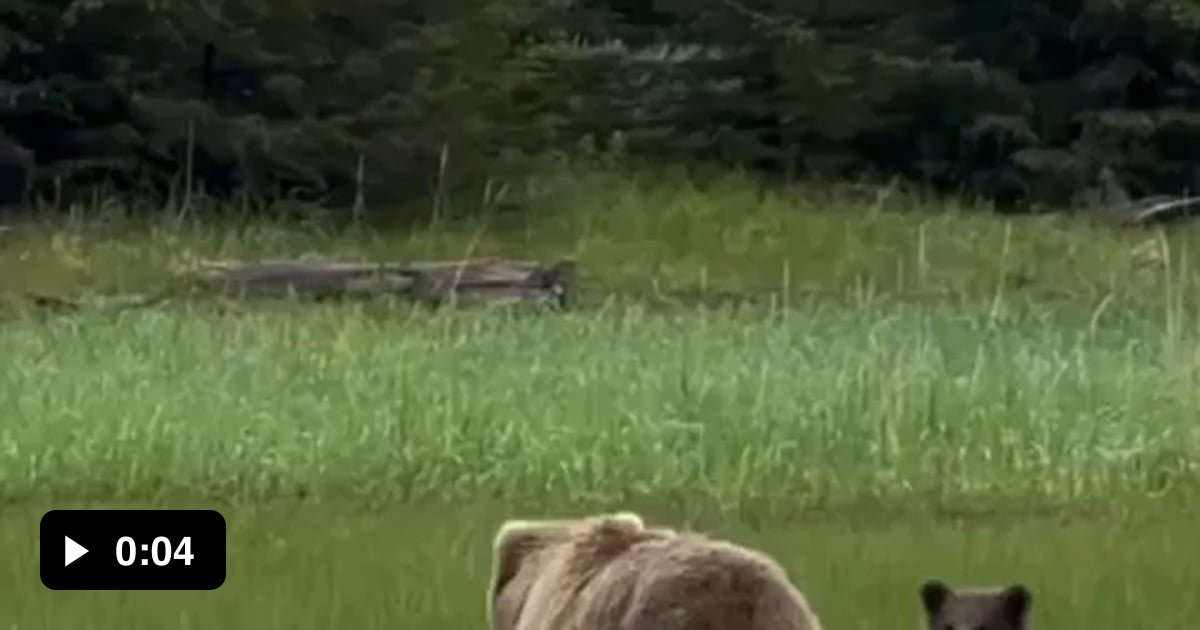 Hello little bear 🐻 - 9GAG